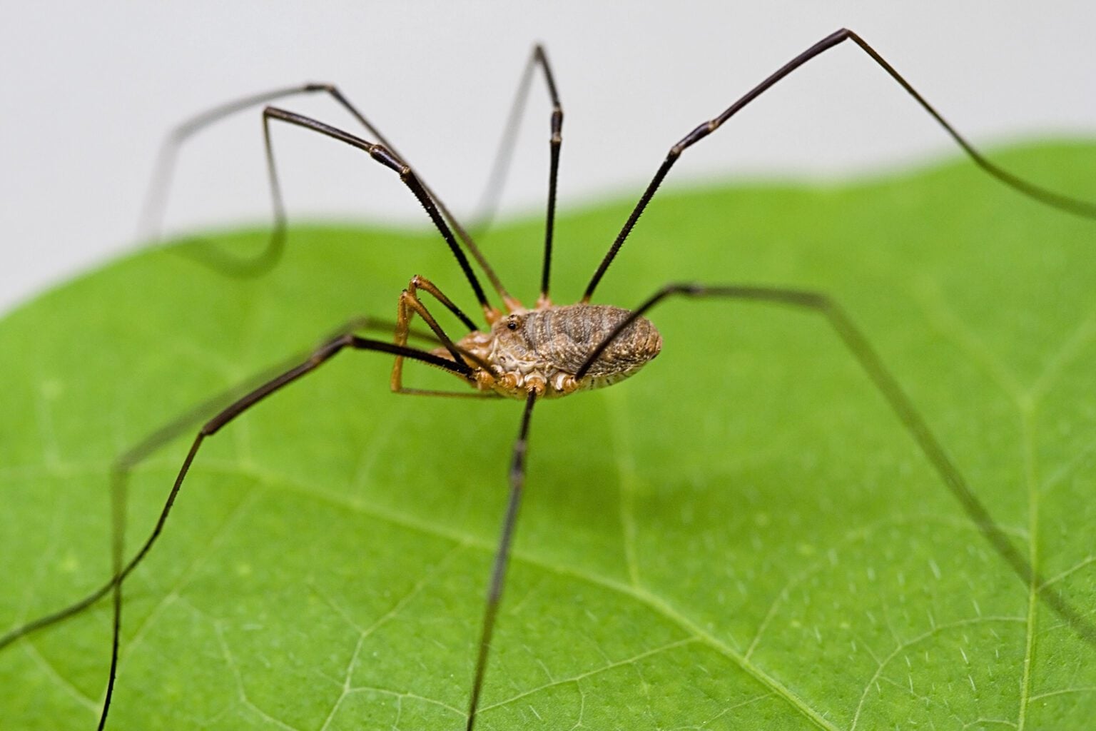 Why Are Daddy Long Legs Not Considered Spiders?