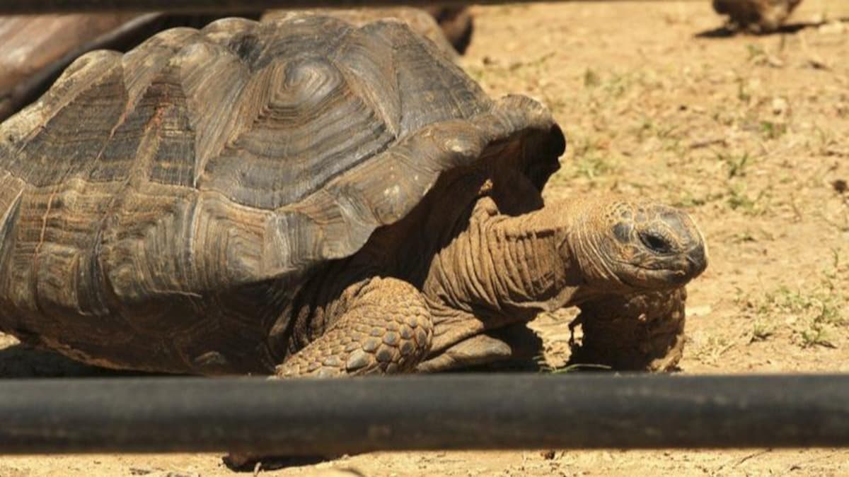 Where Did Scientists Find Giant Tortoises After Thinking They Were ...