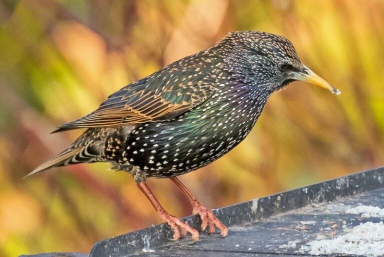 How Did Starlings Become Invasive in the United States?