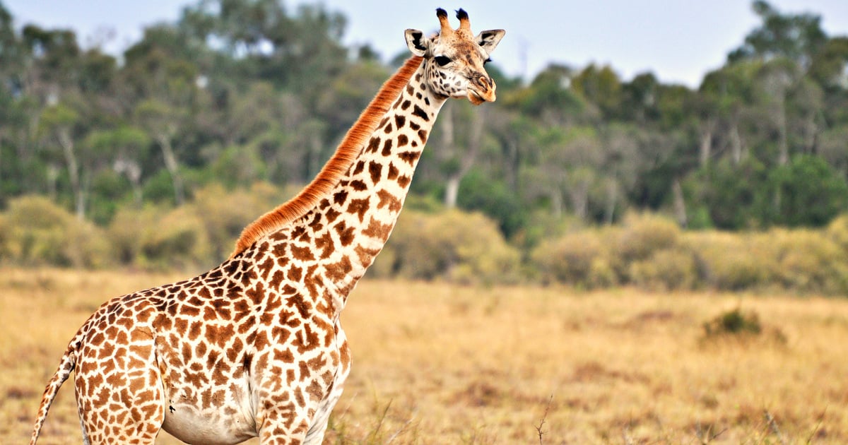 How Do Giraffes Communicate?