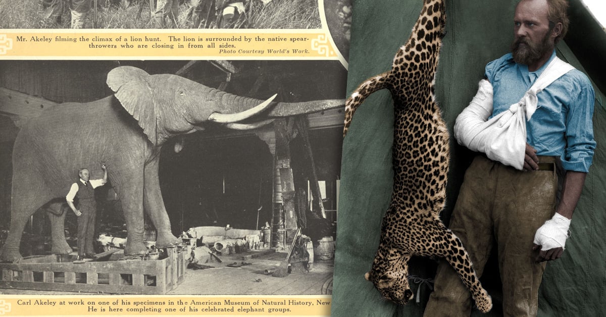 How Did Carl Akeley Survive A Leopard Attack?