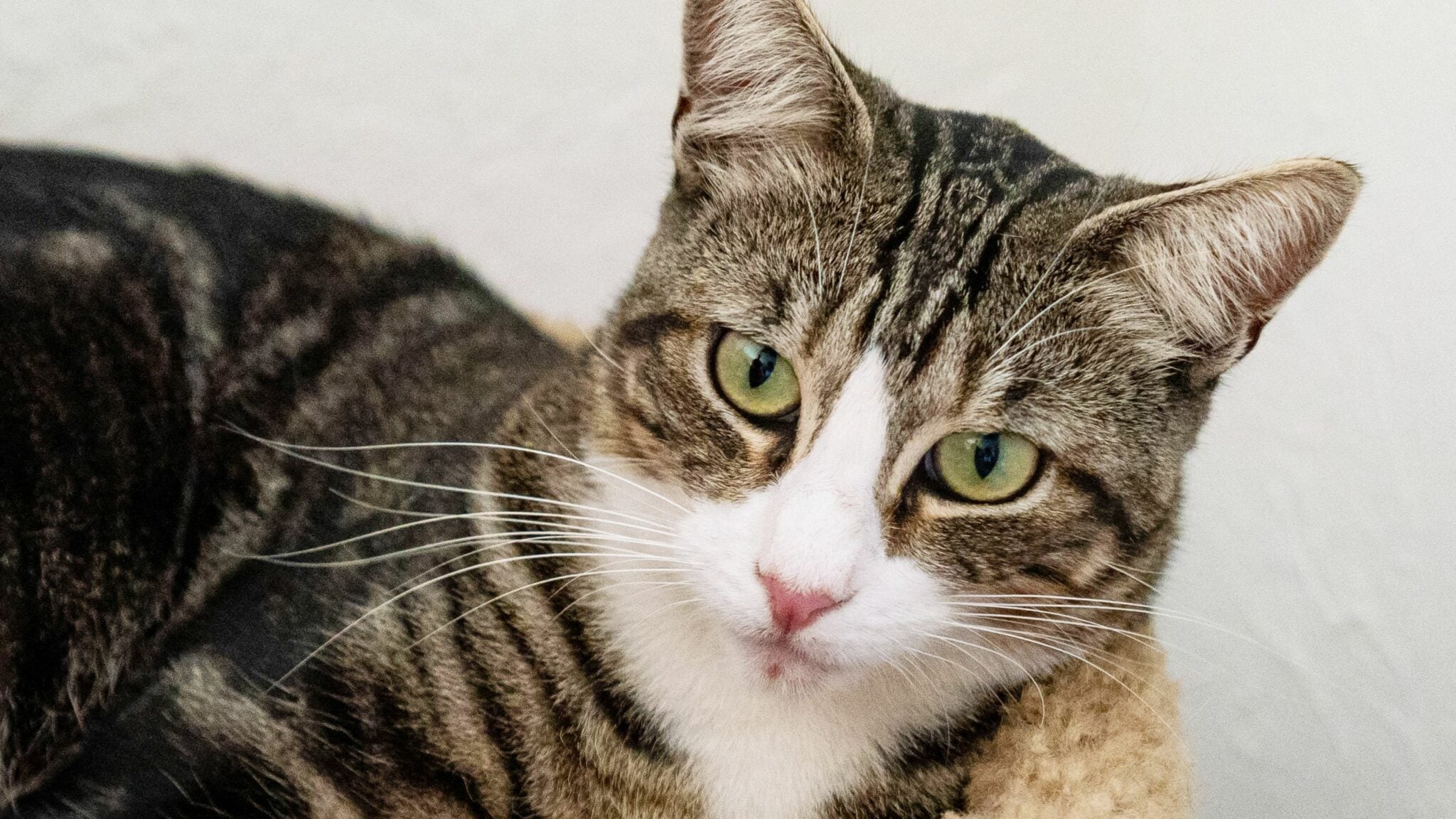 Why are Cats Most Active at Dawn and Dusk?