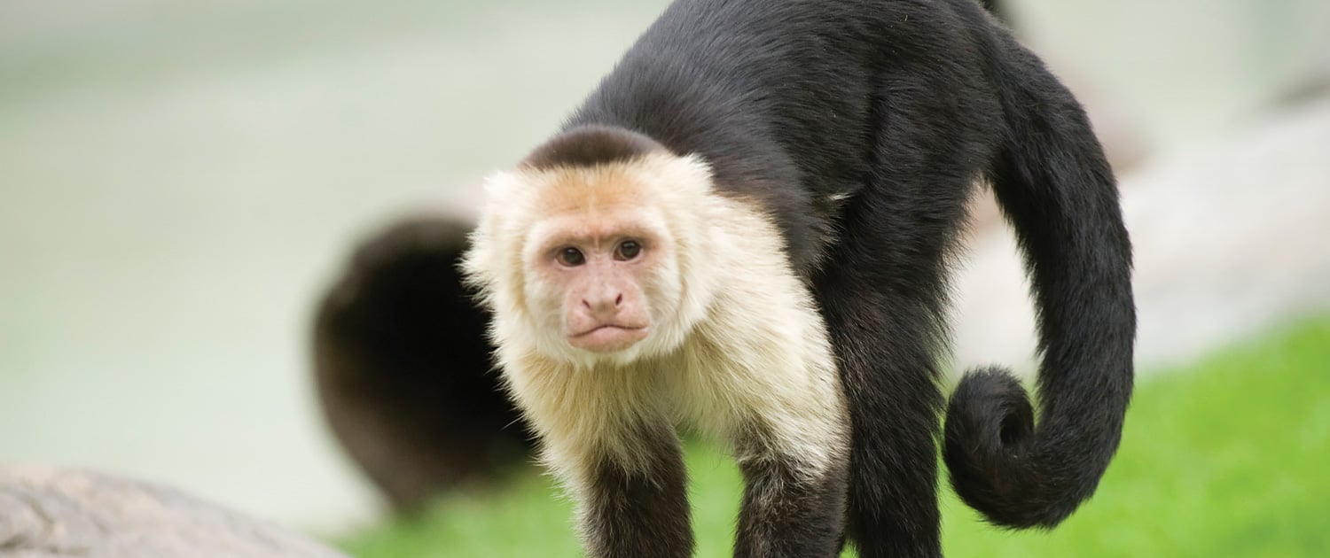 The Capuchin Monkey and the Cappuccino Style of Coffee are Both Named ...