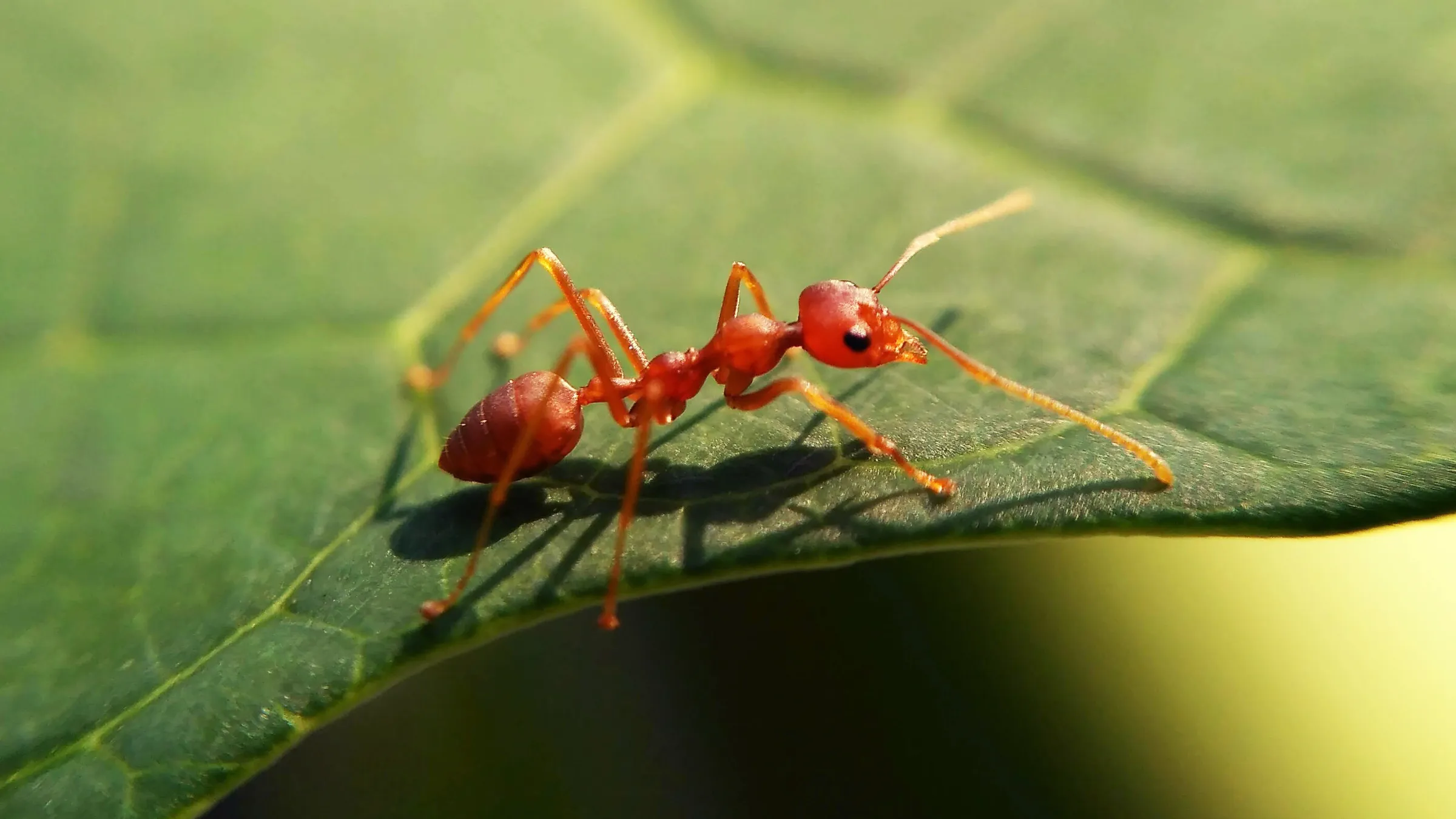 Fire Ants are an Invasive Species in the United States. The FDA ...
